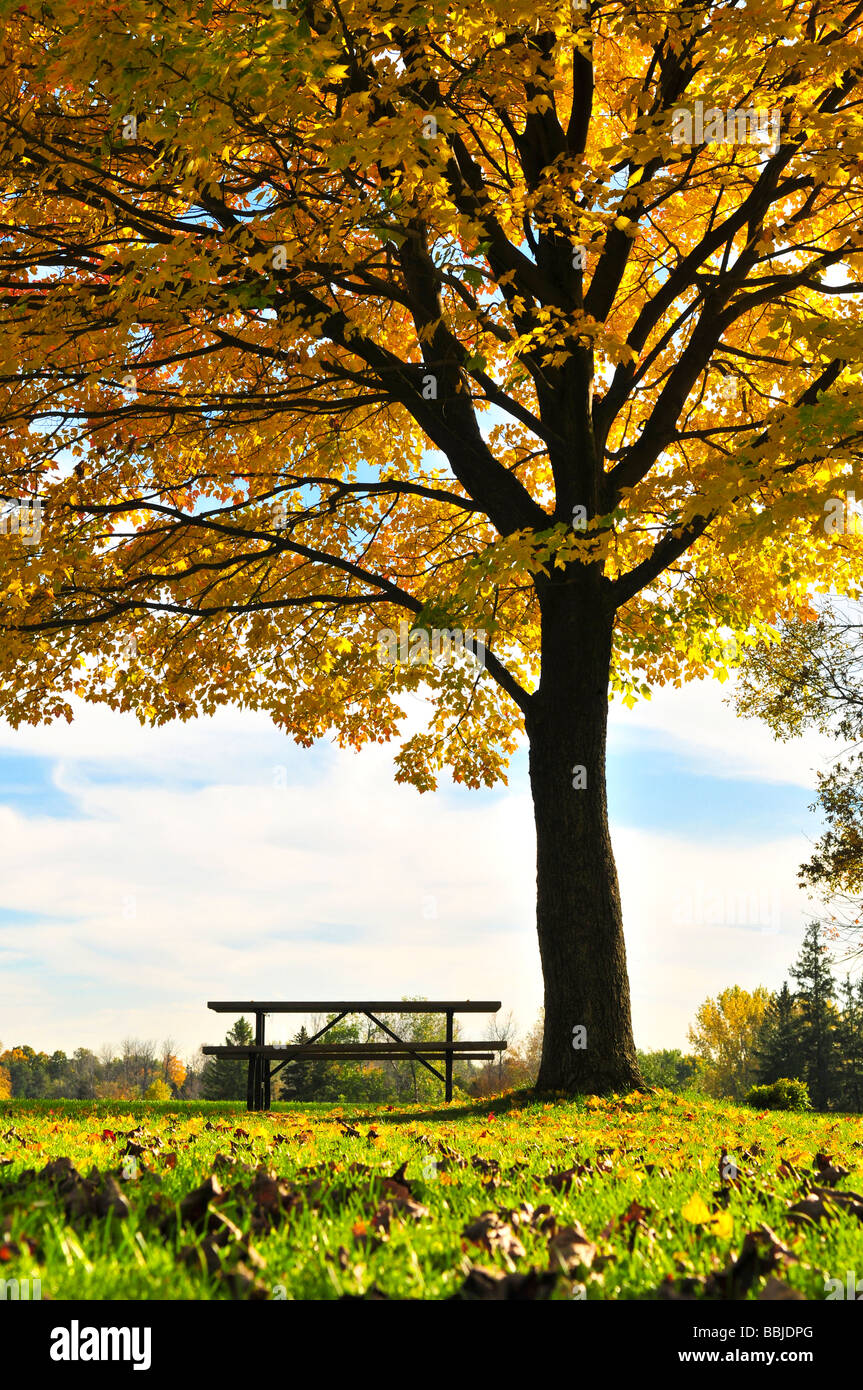 Group of trees sunny wood hi-res stock photography and images - Alamy