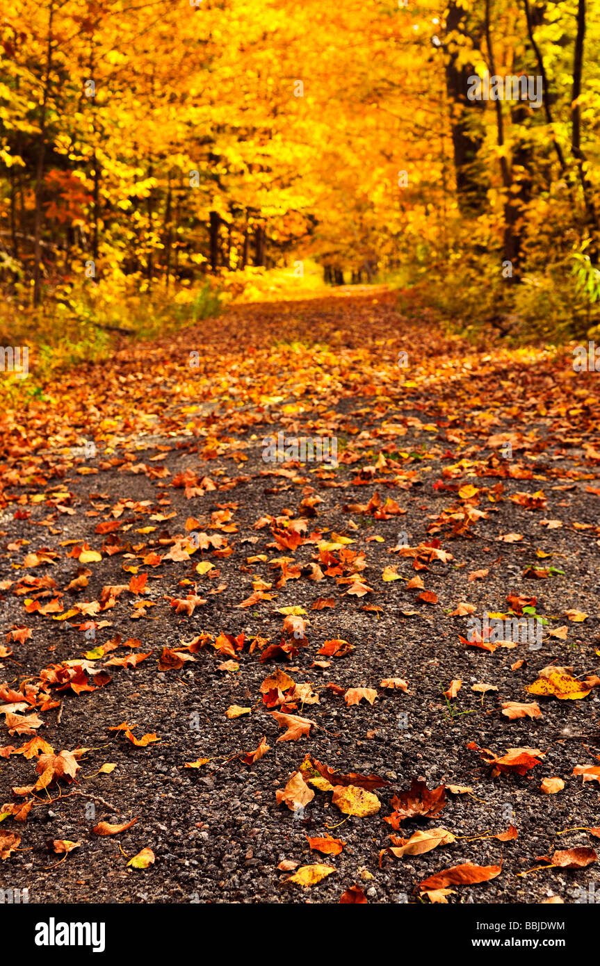 Group of trees sunny wood hi-res stock photography and images - Alamy