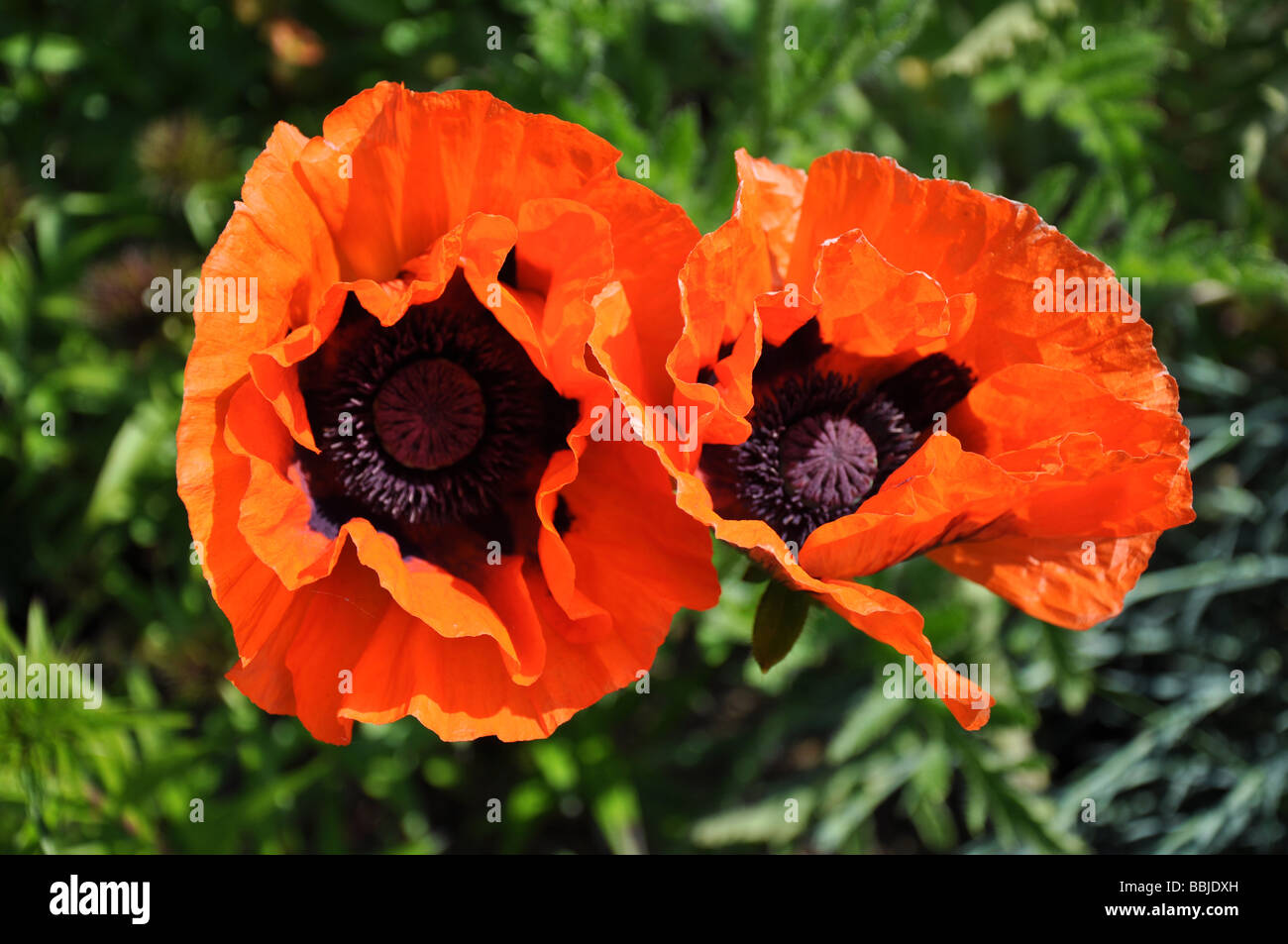 Oriental poppies hi-res stock photography and images - Alamy
