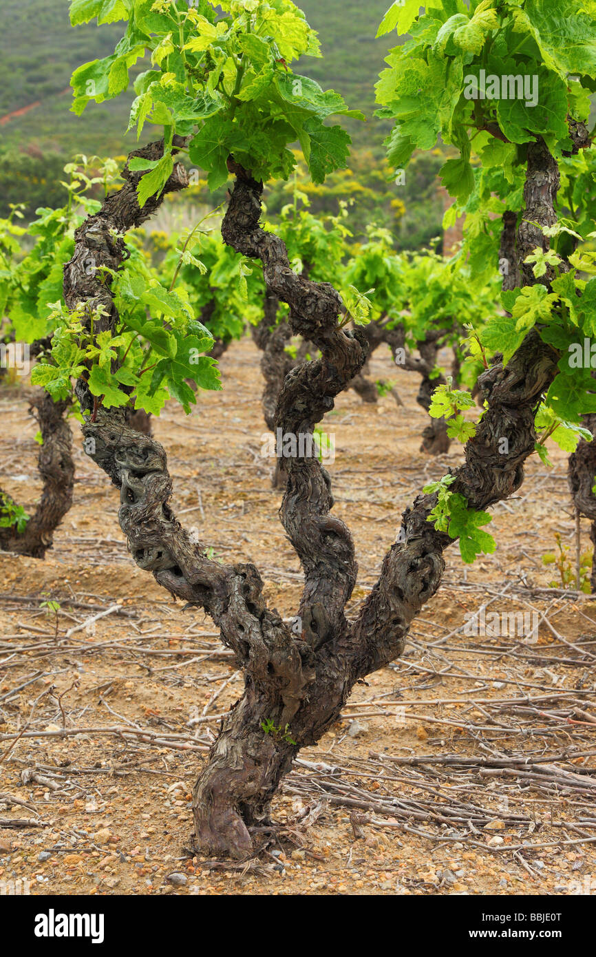 Old gnarled vine grape young hi-res stock photography and images - Alamy