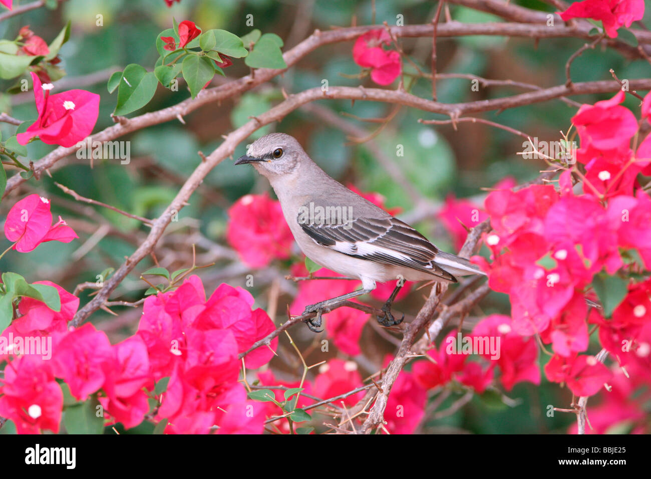 Northern mockingbirds hi-res stock photography and images - Alamy