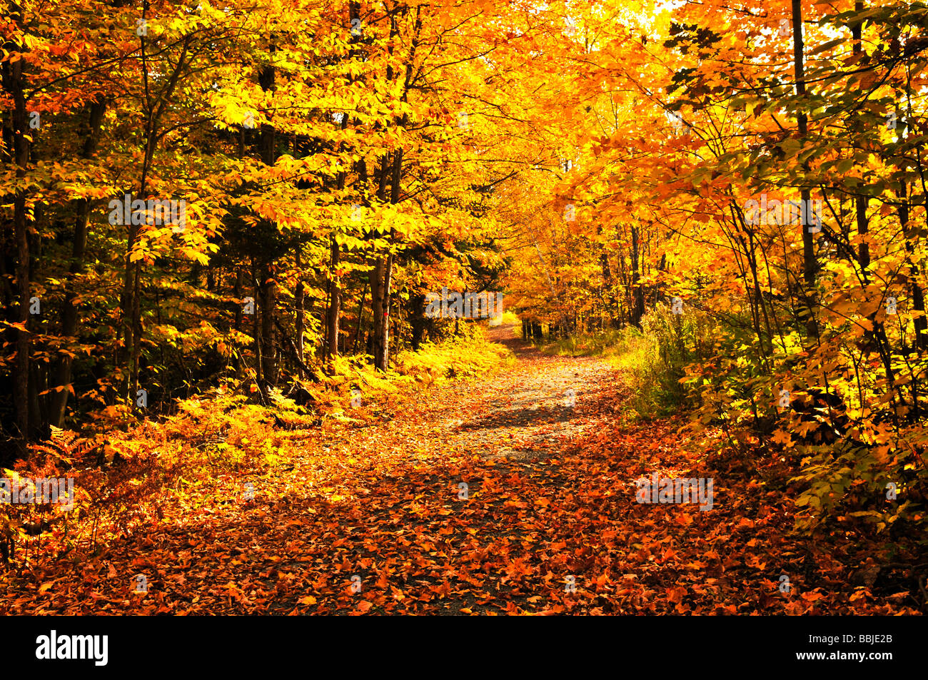 Autumn forest park trees treetop hi-res stock photography and images ...