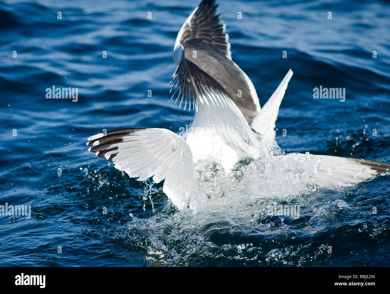seagull in action Stock Photo - Alamy