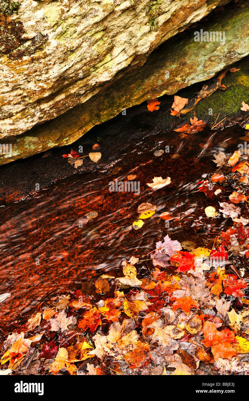 Shore of fall forest with colorful leaves floating in water Stock Photo ...