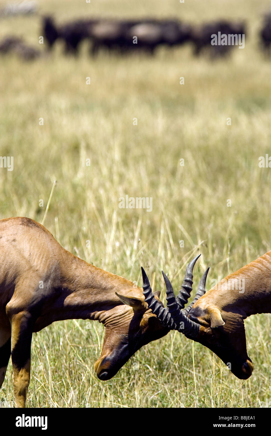 Butting heads hi-res stock photography and images - Alamy