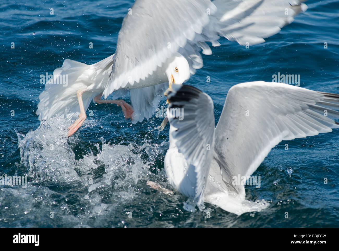 seagull in action Stock Photo - Alamy