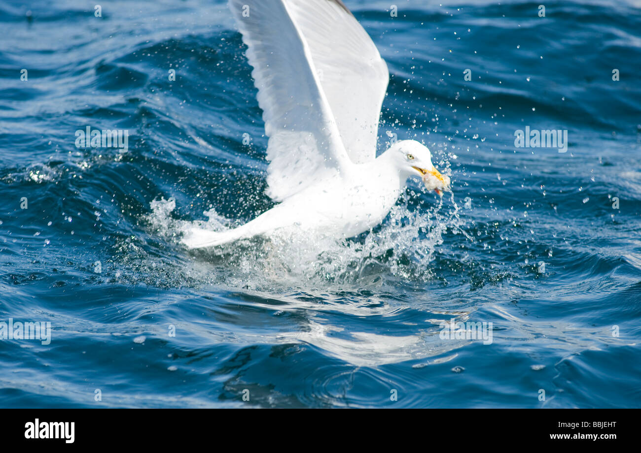 seagull in action Stock Photo - Alamy