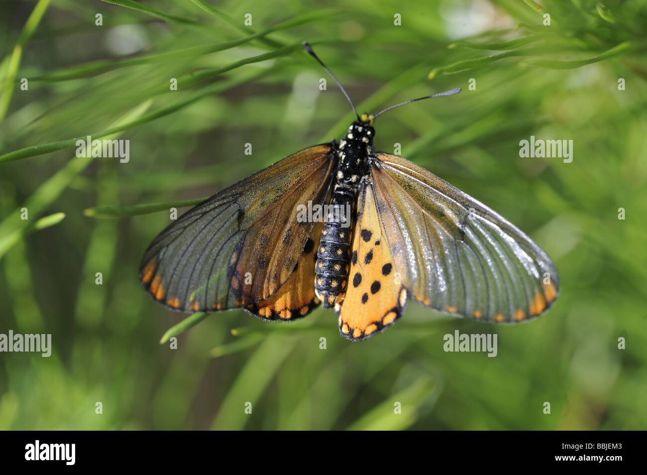Acraea hi-res stock photography and images - Alamy