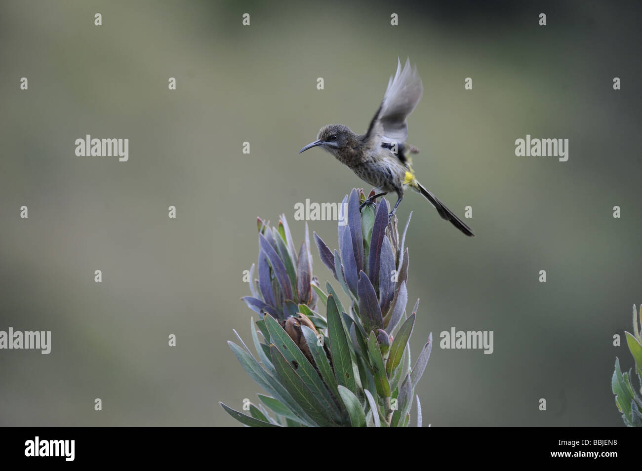 Cape Sugarbird flying onto Protea Stock Photo - Alamy