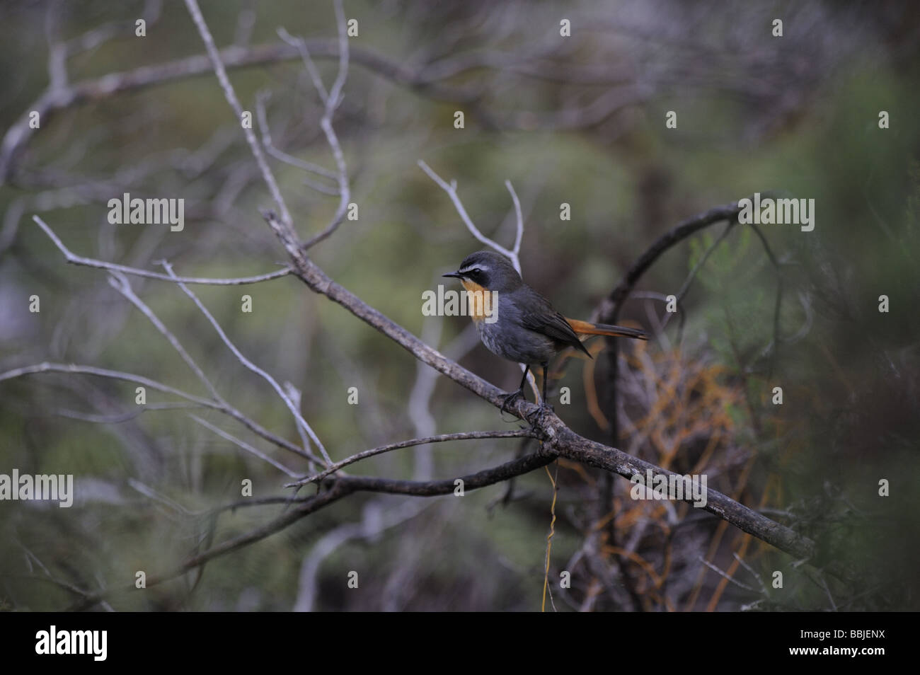Cape robin hi-res stock photography and images - Alamy