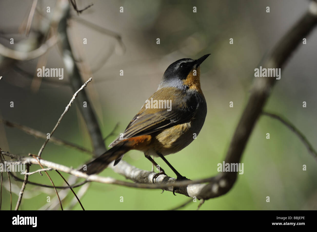 Cape Robin High Resolution Stock Photography and Images - Alamy