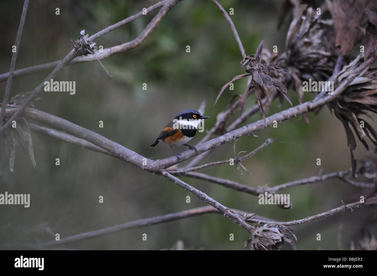 Male Cape Batis Stock Photo - Alamy