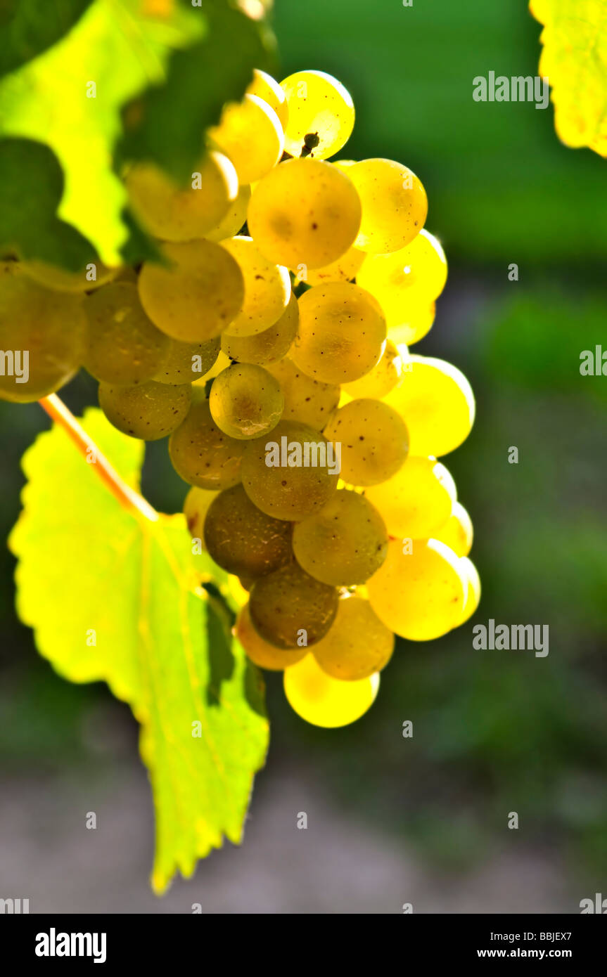 Yellow grapes growing on vine in bright sunshine Stock Photo - Alamy