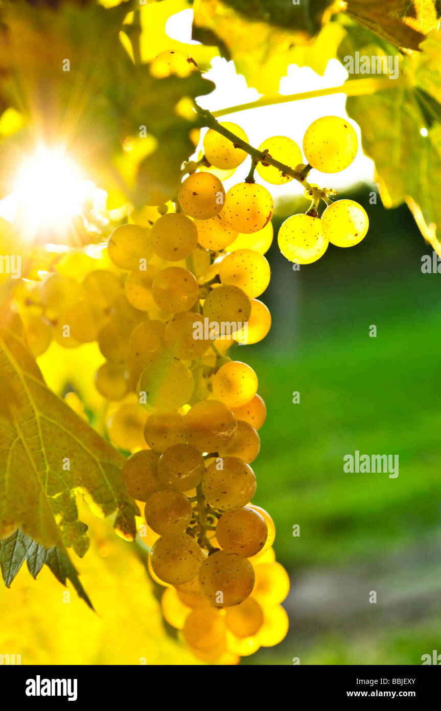 Yellow grapes growing on vine in bright sunshine Stock Photo - Alamy