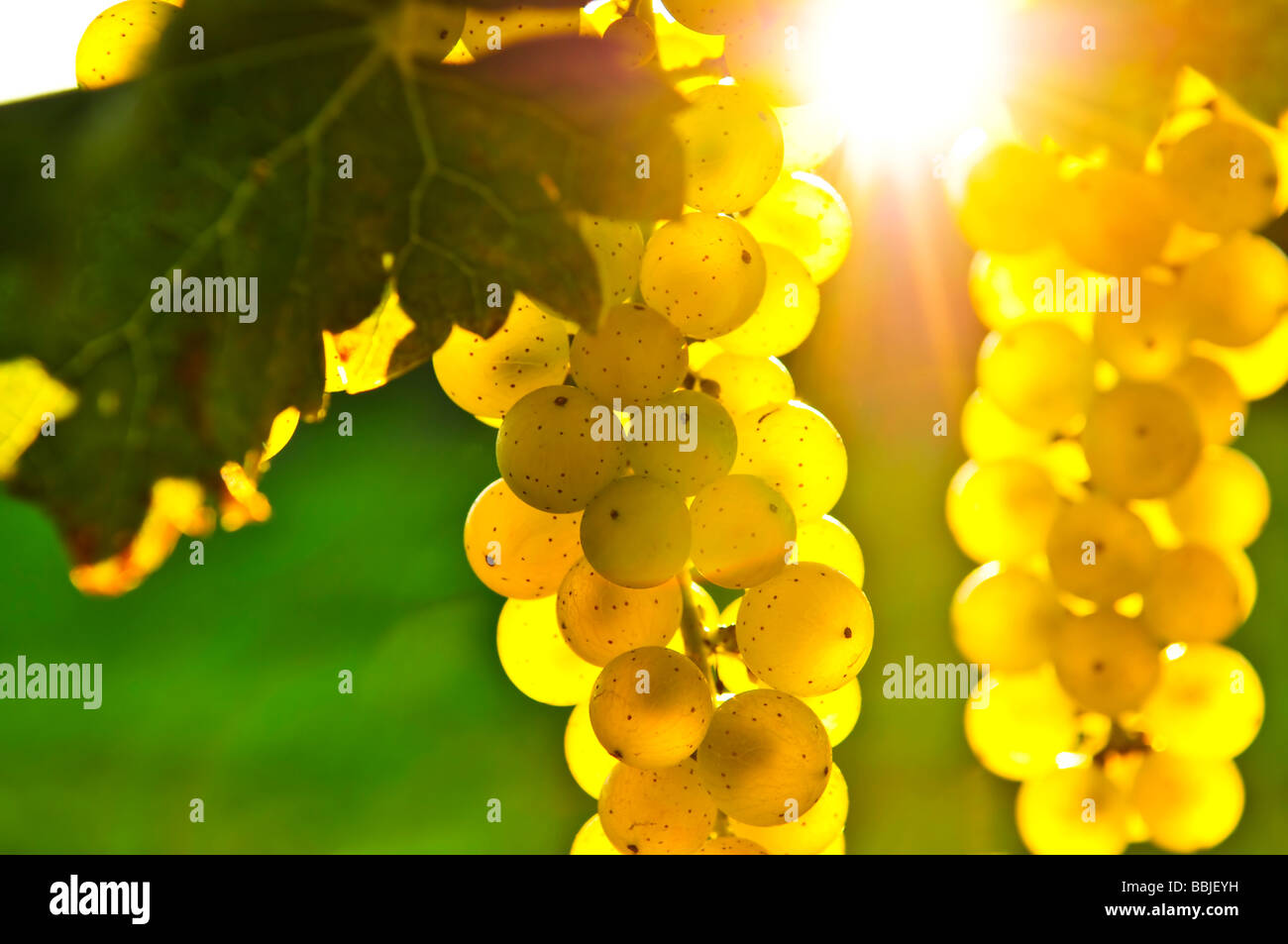 Yellow grapes growing on vine in bright sunshine Stock Photo - Alamy