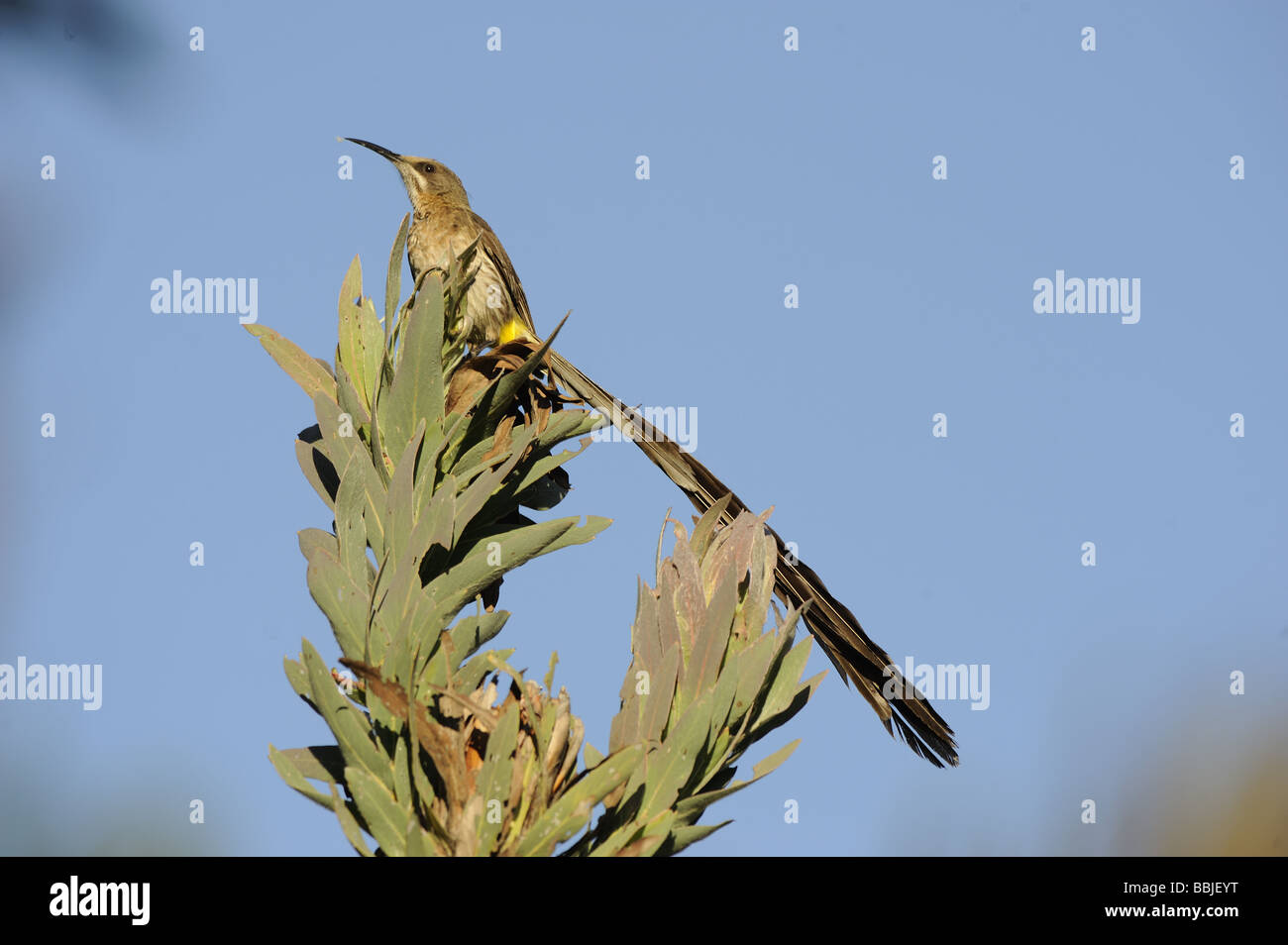 Male Cape Sugarbird on Protea Stock Photo - Alamy
