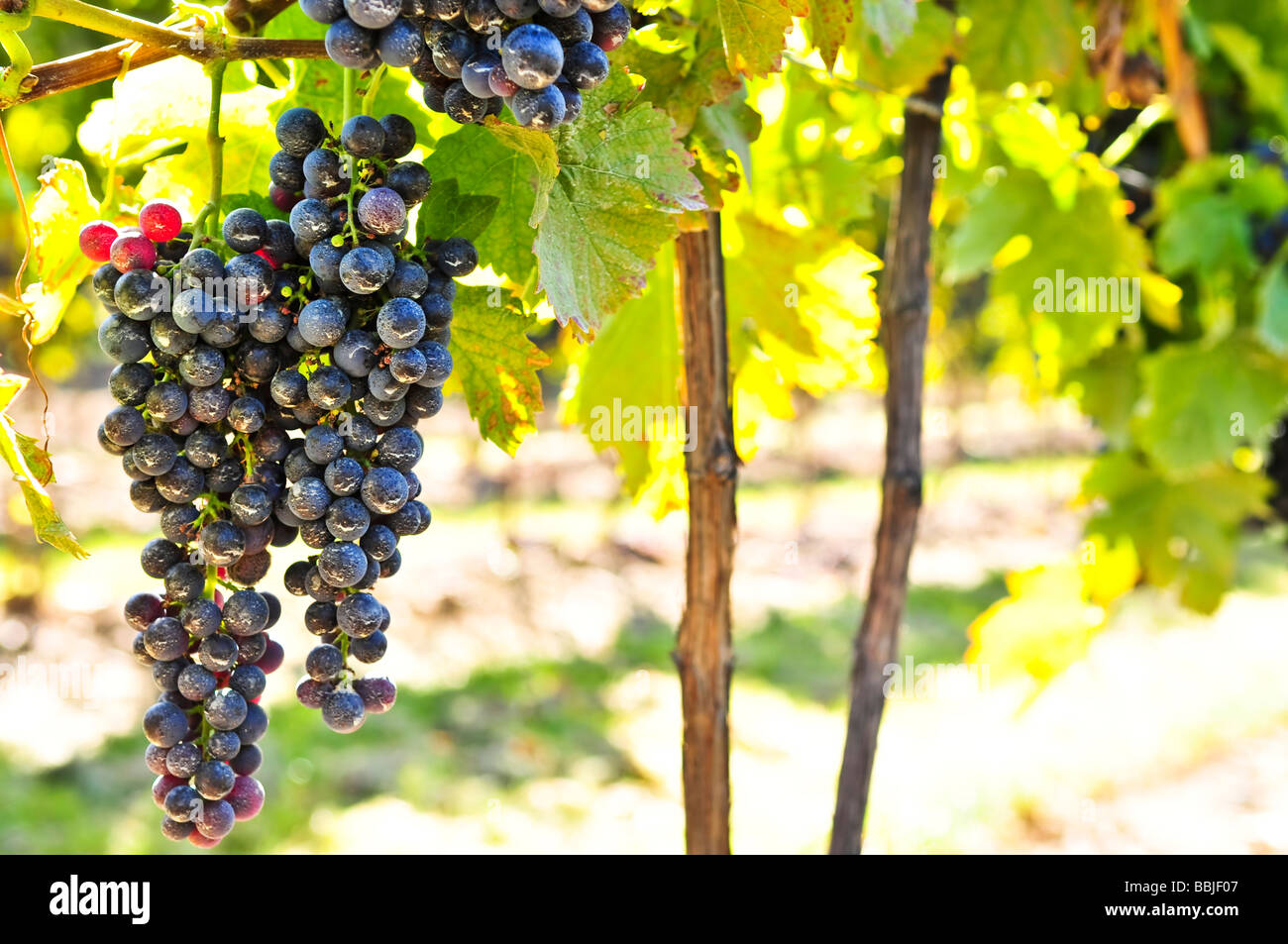 Red grapes growing on vine in bright sunshine Stock Photo - Alamy