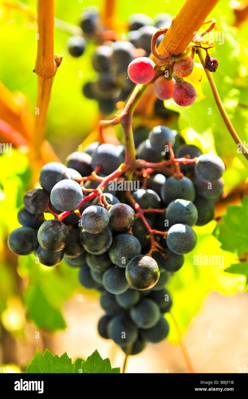 Red grapes growing on vine in bright sunshine Stock Photo - Alamy
