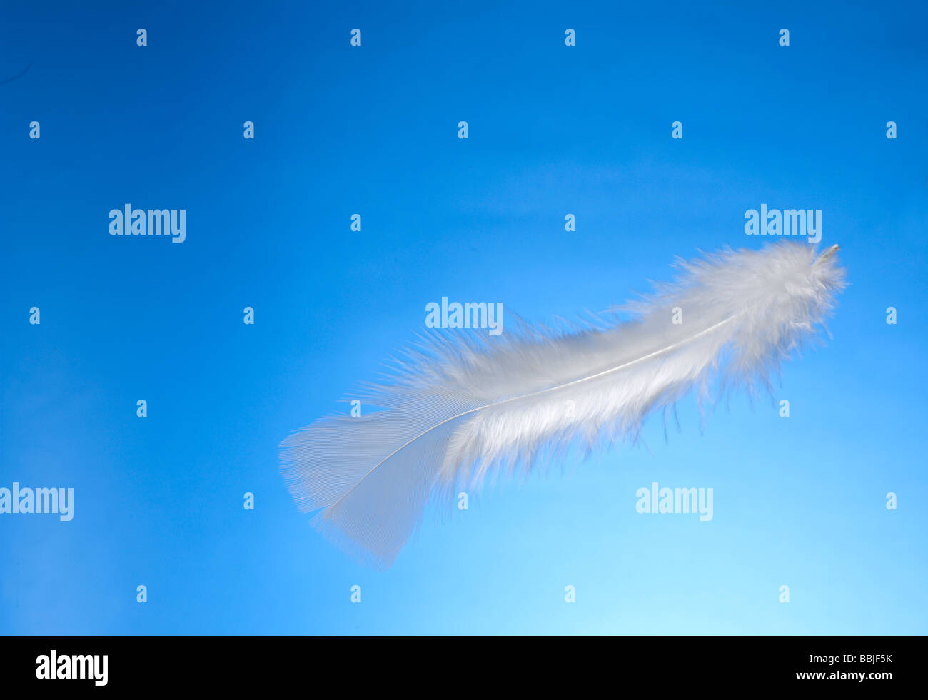Move feather hi-res stock photography and images - Alamy