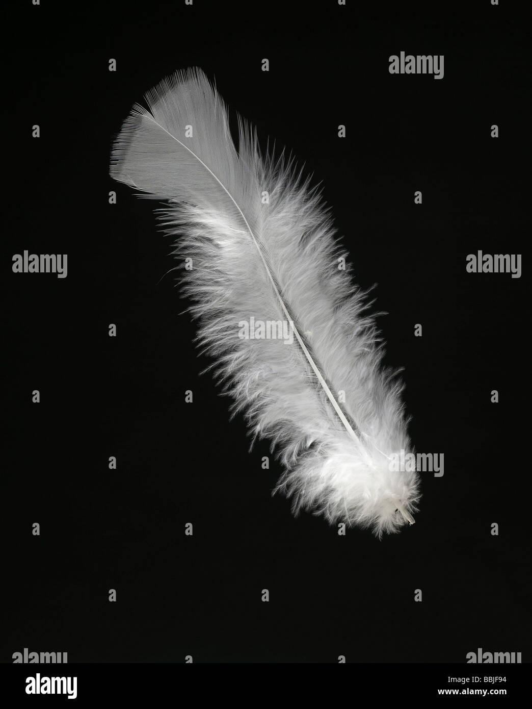 Feather falling hi-res stock photography and images - Alamy