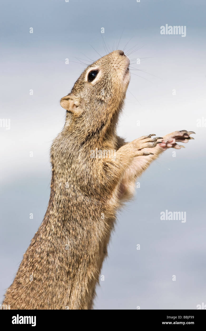 California ground squirrel stretching Stock Photo - Alamy