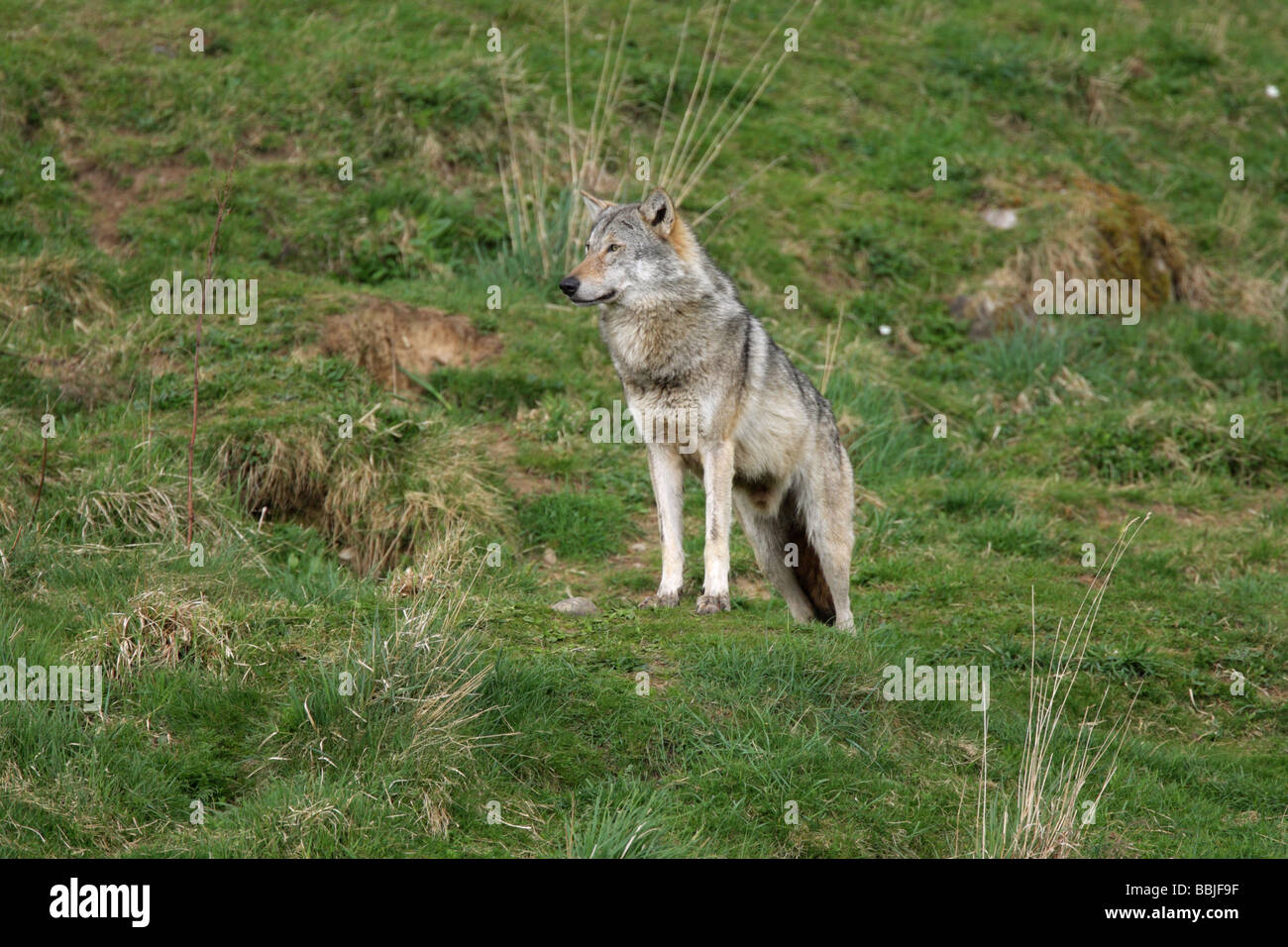 European Wolf standing on a hillside with its front paws on a small ...