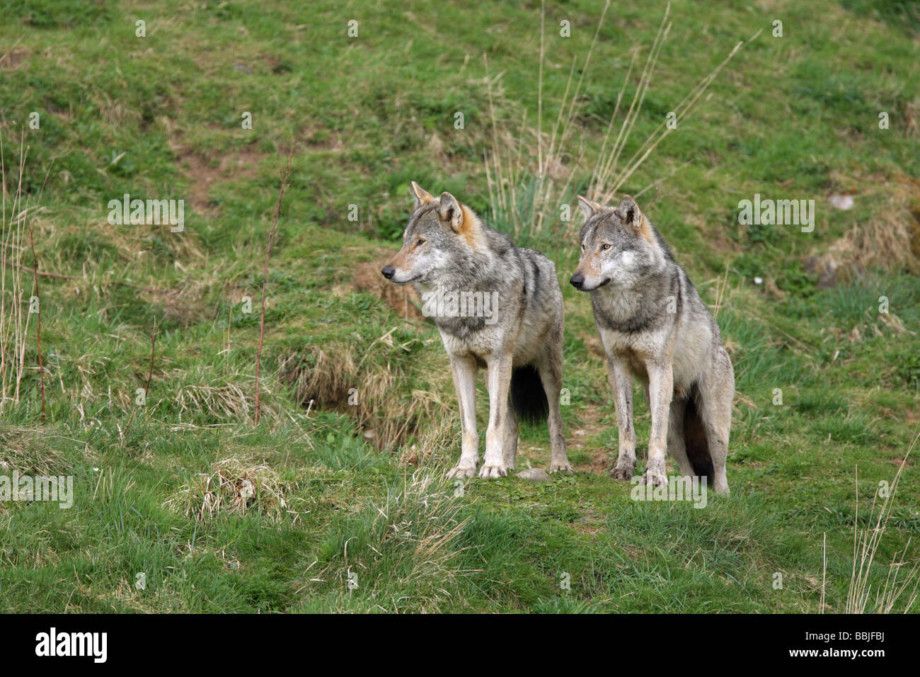 Wolf pair hi-res stock photography and images - Alamy