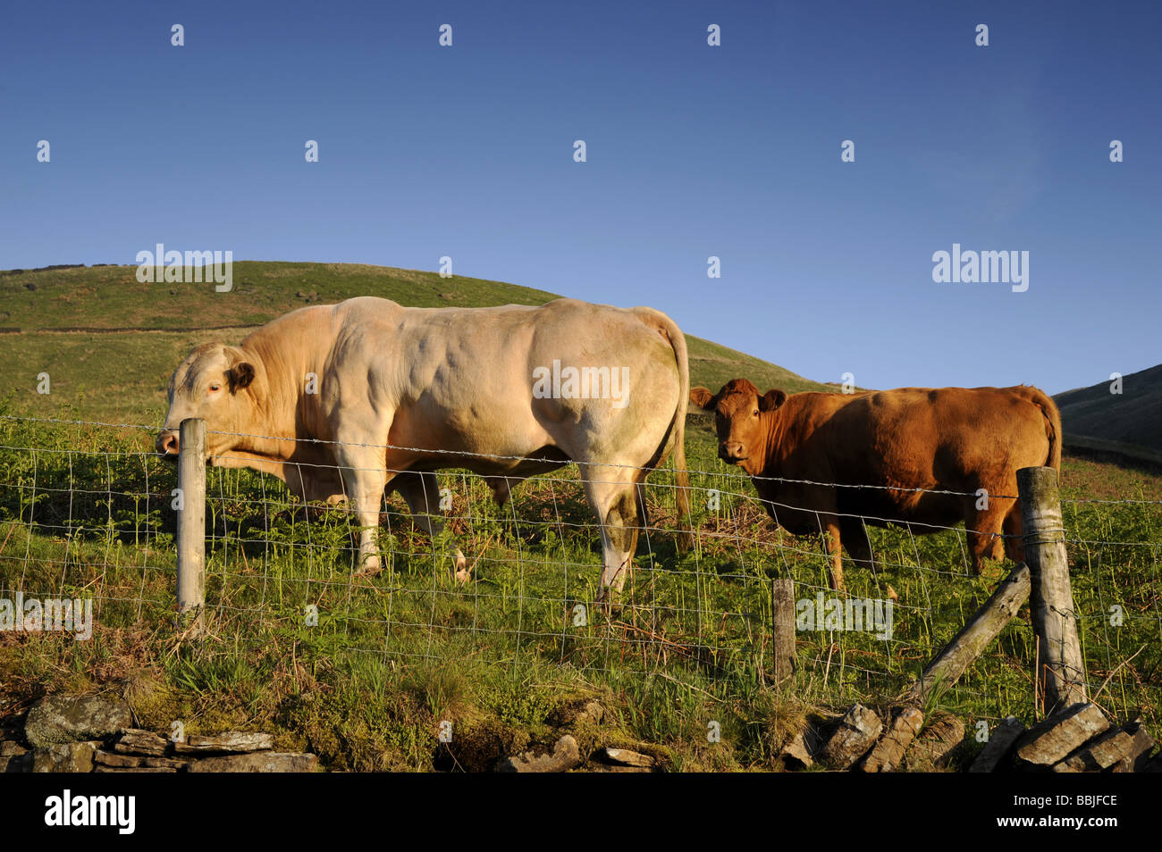 Beef cattle cows bulls hi-res stock photography and images - Alamy