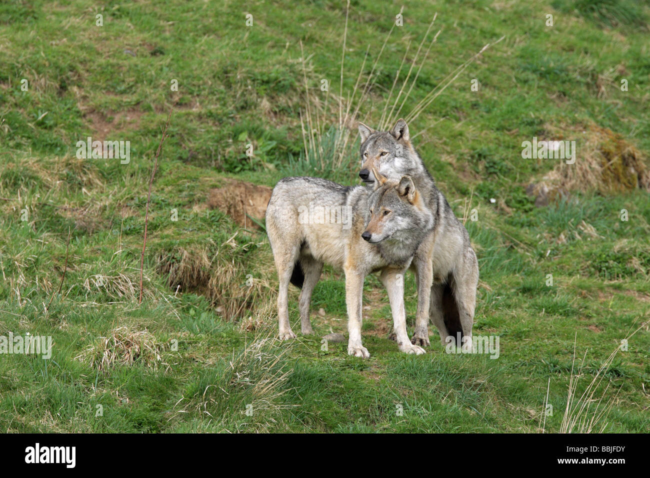 European Wolf pair standing together on a hillside with their front ...