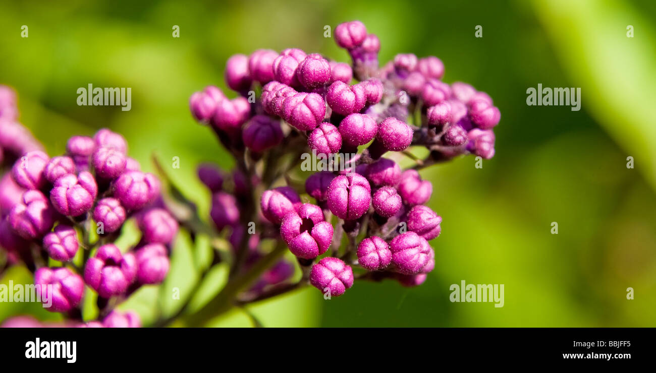 Lilac historical hi-res stock photography and images - Alamy