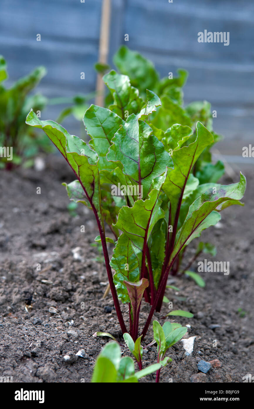 Beetroot plants hi-res stock photography and images - Alamy