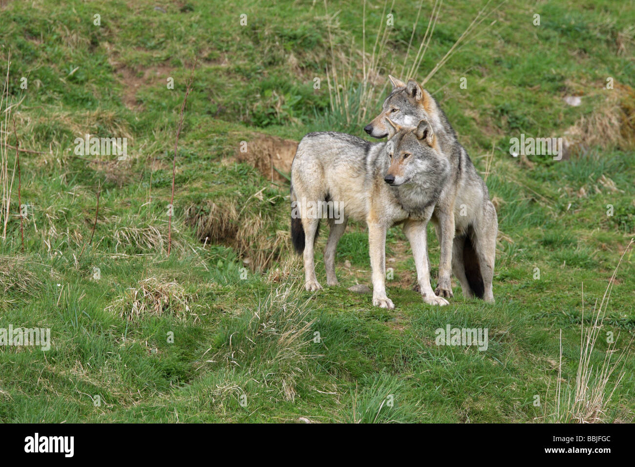 Wolf breeding pair hi-res stock photography and images - Alamy