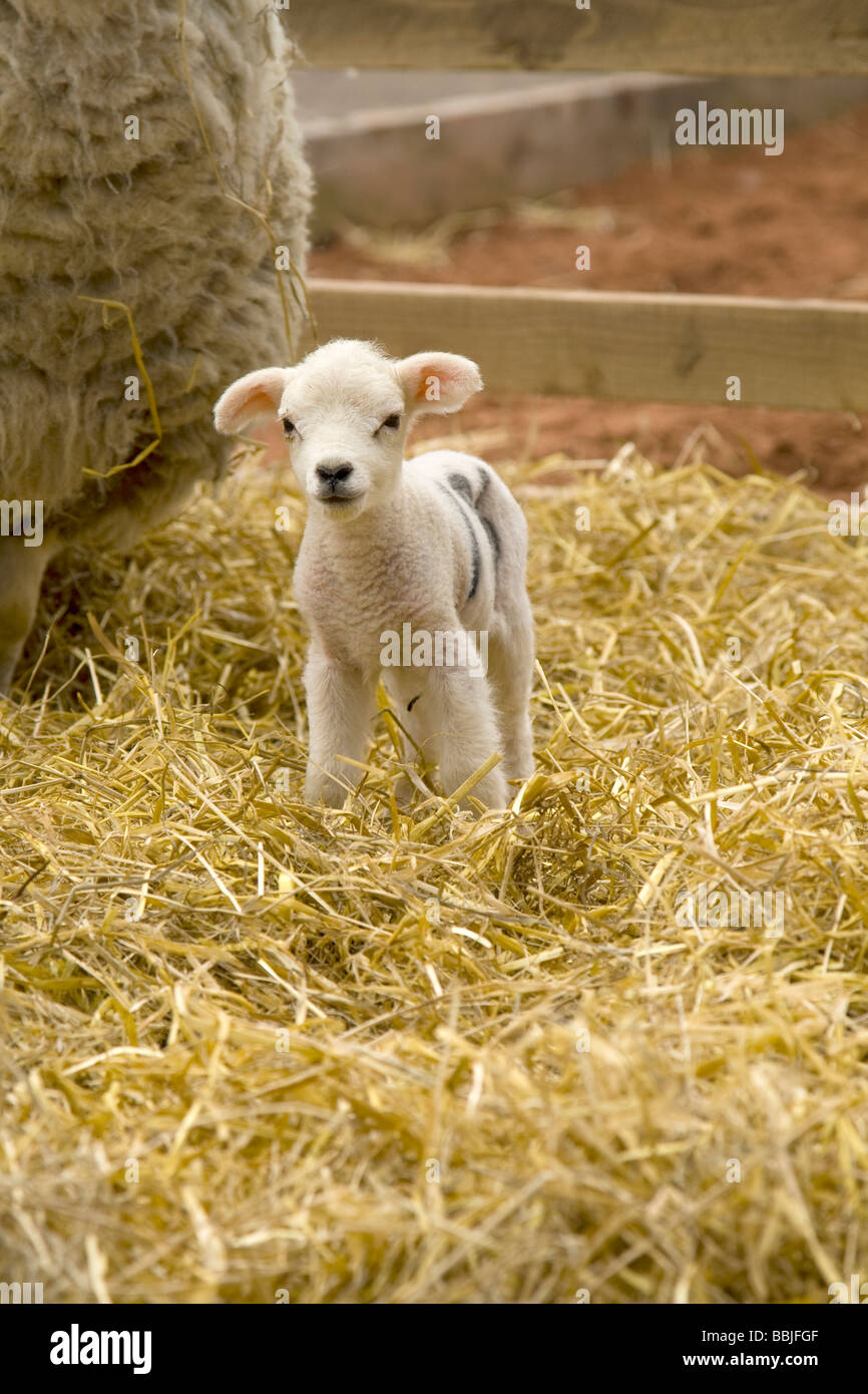 Baby White Lamb High Resolution Stock Photography and Images - Alamy