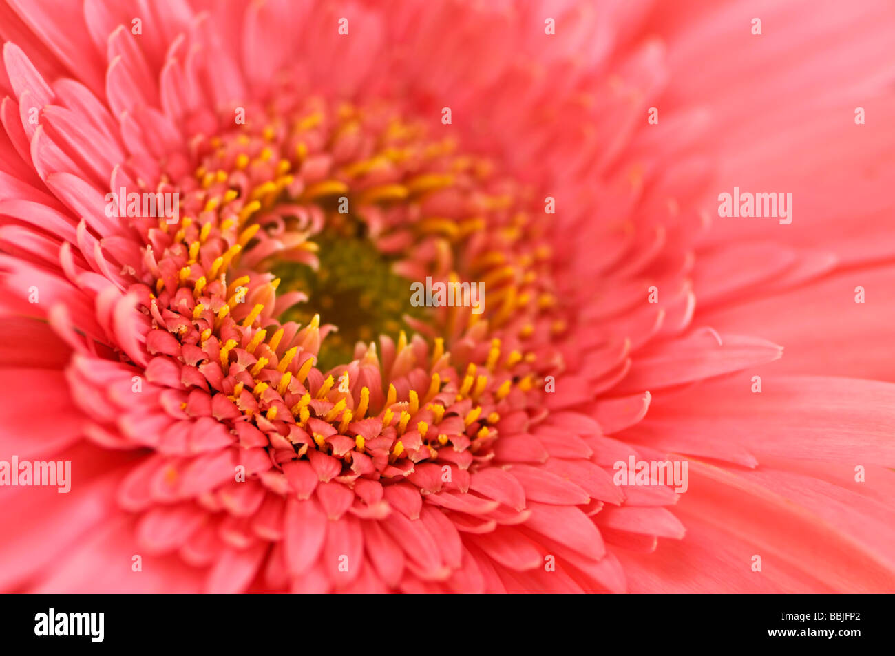 Closeup of brightly colored pink gerbera flower petals Stock Photo - Alamy