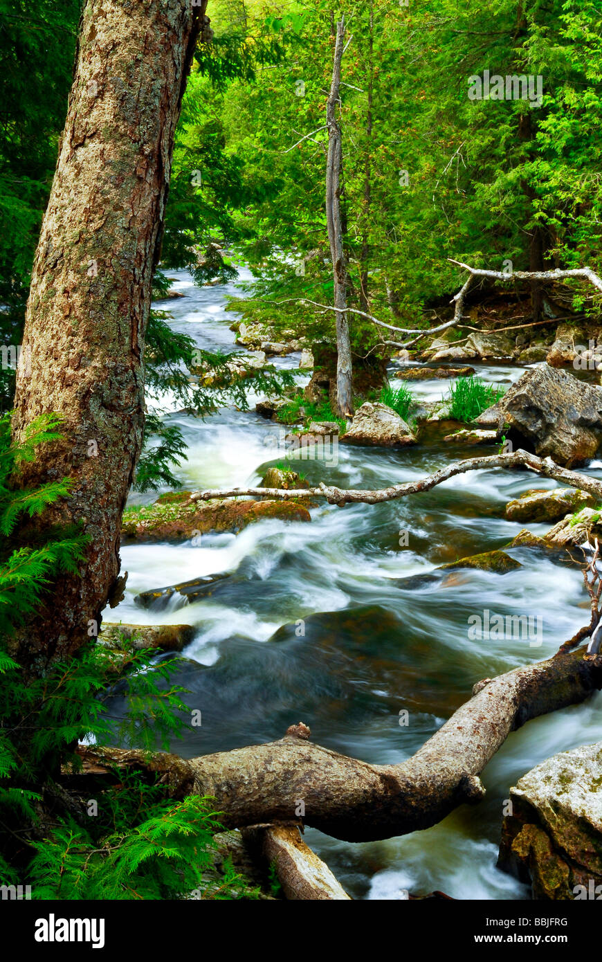 Nature pristine forest trees trunks hi-res stock photography and images ...