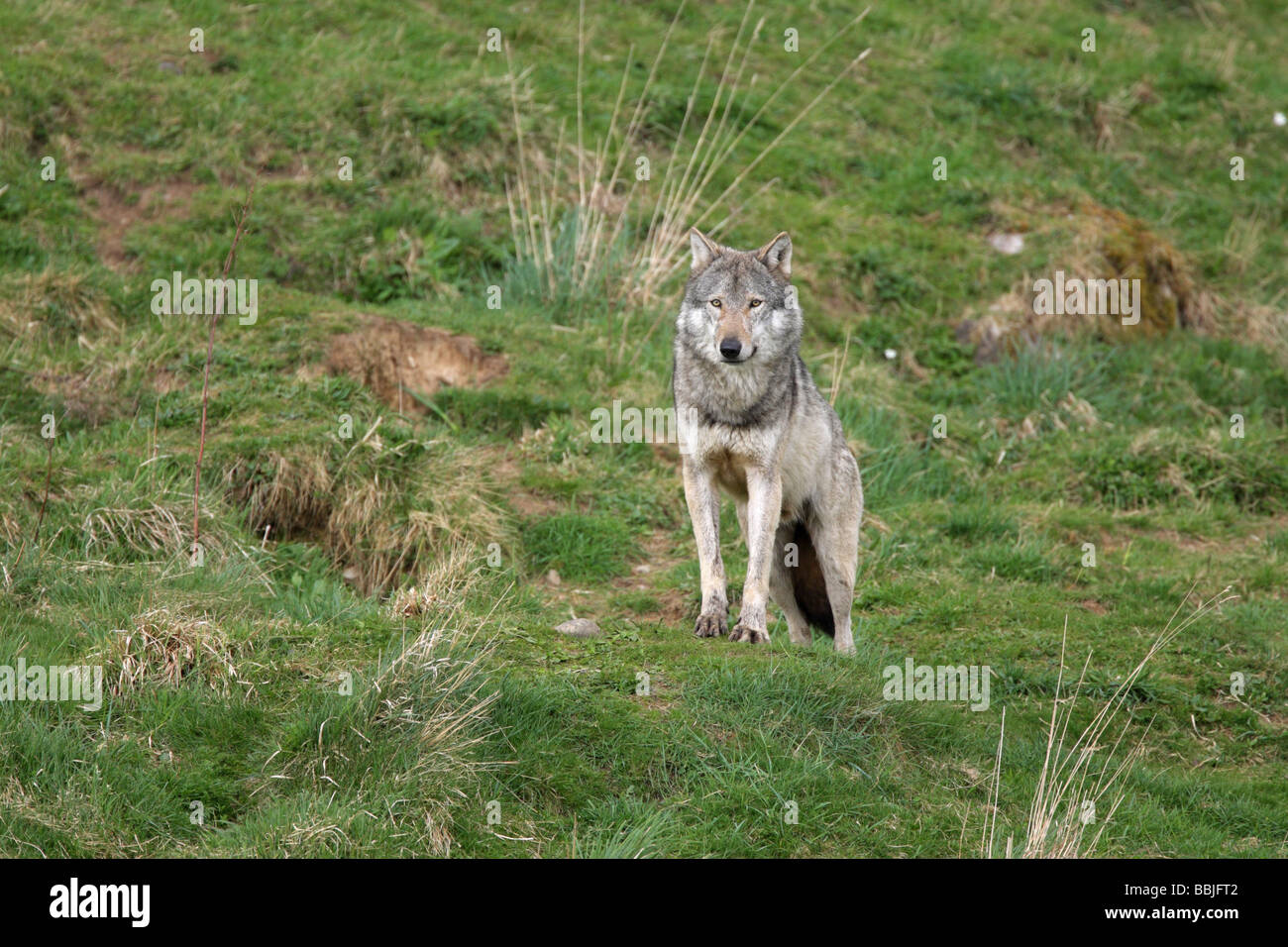 Wolf looking down hi-res stock photography and images - Alamy