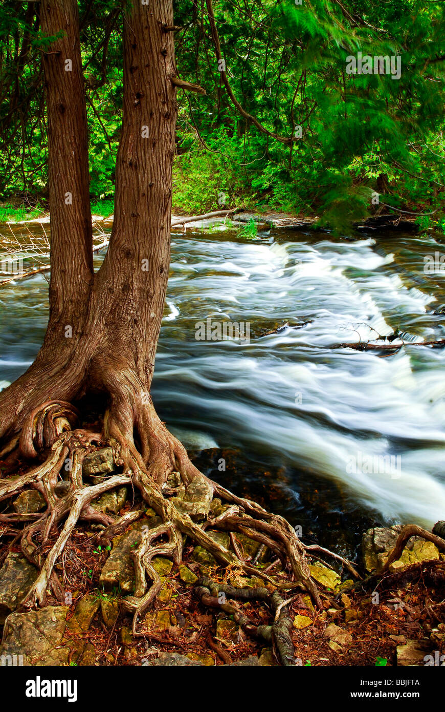 Tree trunk in rushing water hi-res stock photography and images - Alamy