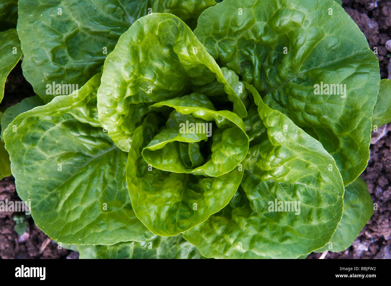 Home grown green salad lettuce growing in garden Stock Photo - Alamy Home grown green salad lettuce growing in garden Stock Photo - Alamy