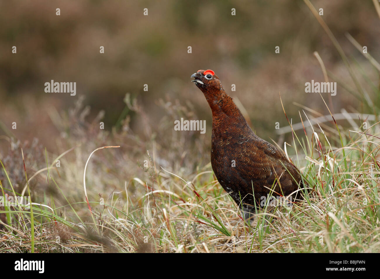 Red grouse lagopus calling hi-res stock photography and images - Alamy