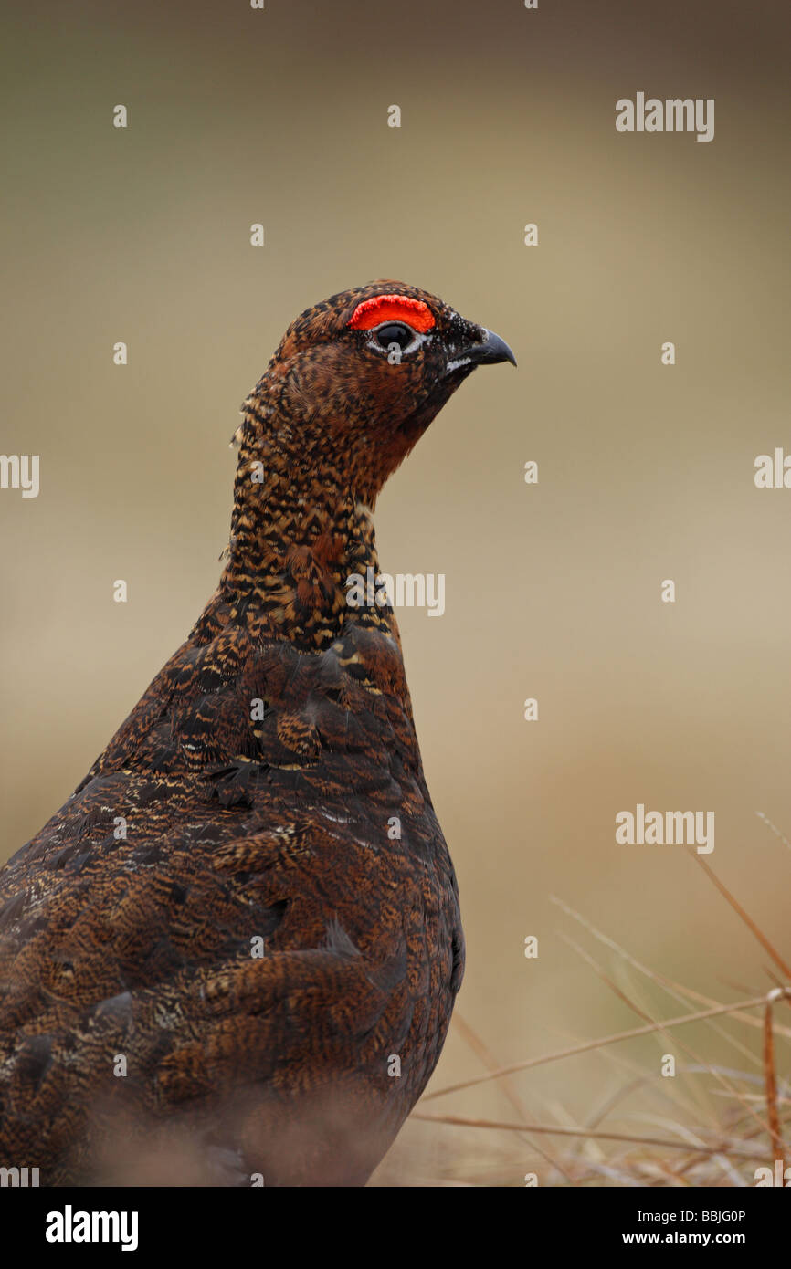 Male red grouse in breeding hi-res stock photography and images - Alamy