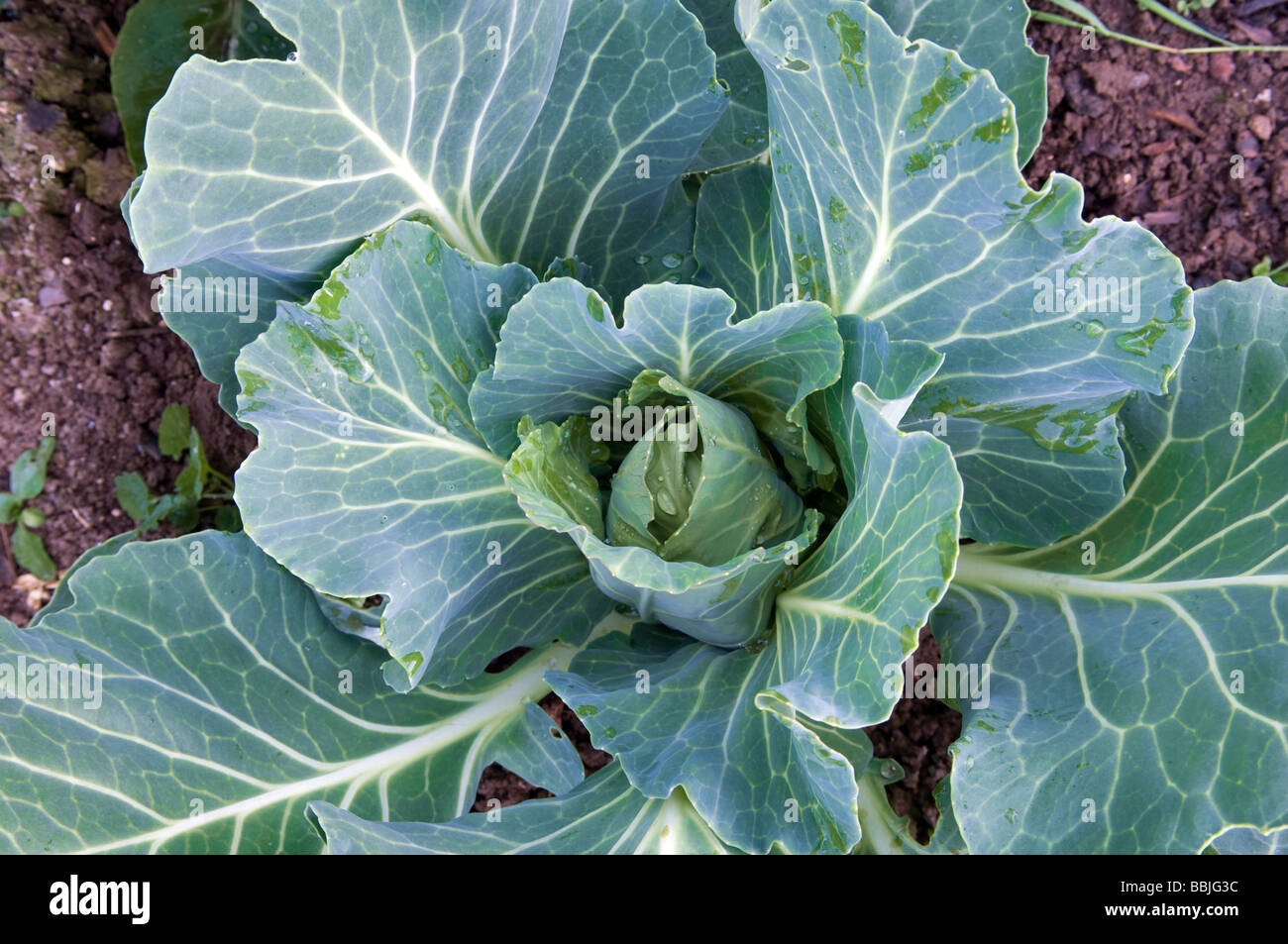 Brassica vegetable allotment garden greens home grown hi-res stock ...
