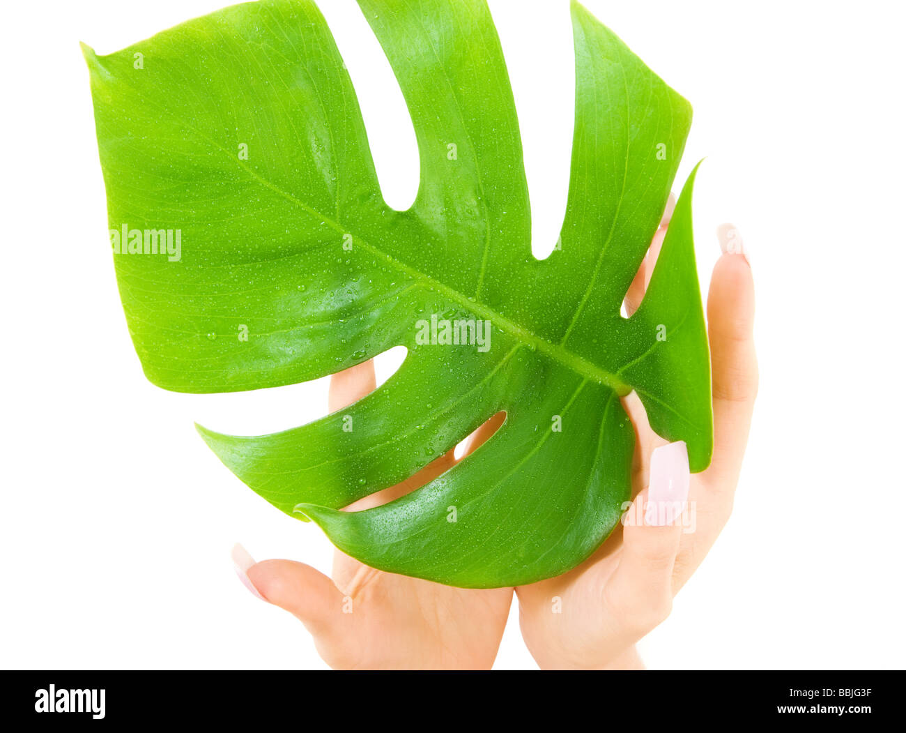picture of female hands with green leaf over white Stock Photo - Alamy