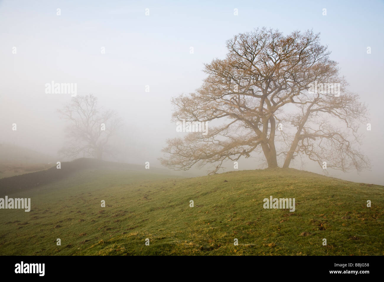 Tree in Mist Stock Photo - Alamy