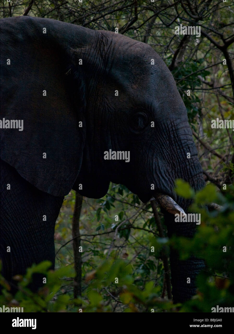 'Nzou,' the elephant Stock Photo - Alamy