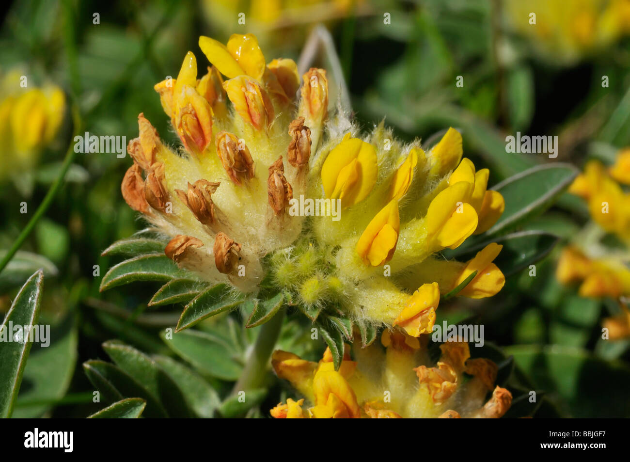Yellow kidney vetch hi-res stock photography and images - Alamy
