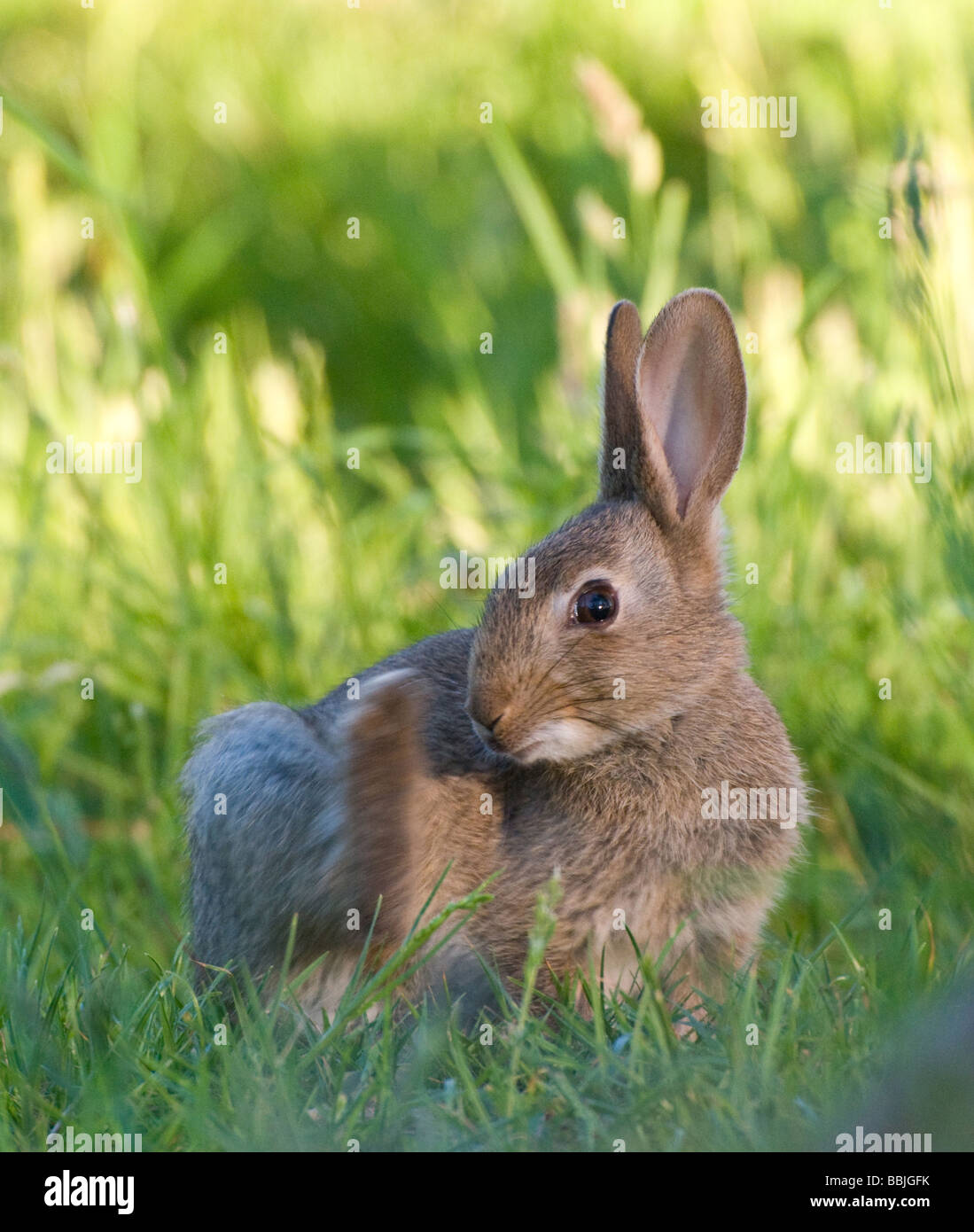 Rabbit Leg Stock Photos & Rabbit Leg Stock Images - Alamy