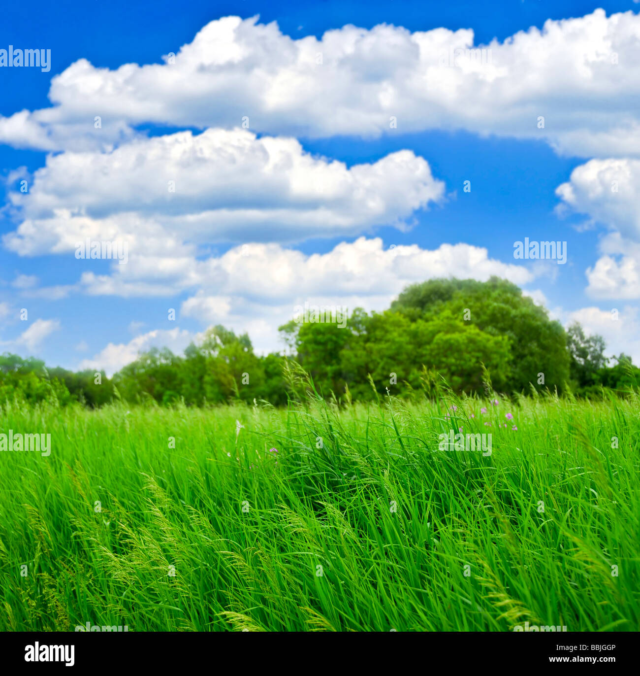 Grass and trees with cloudy blue sky Stock Photo - Alamy