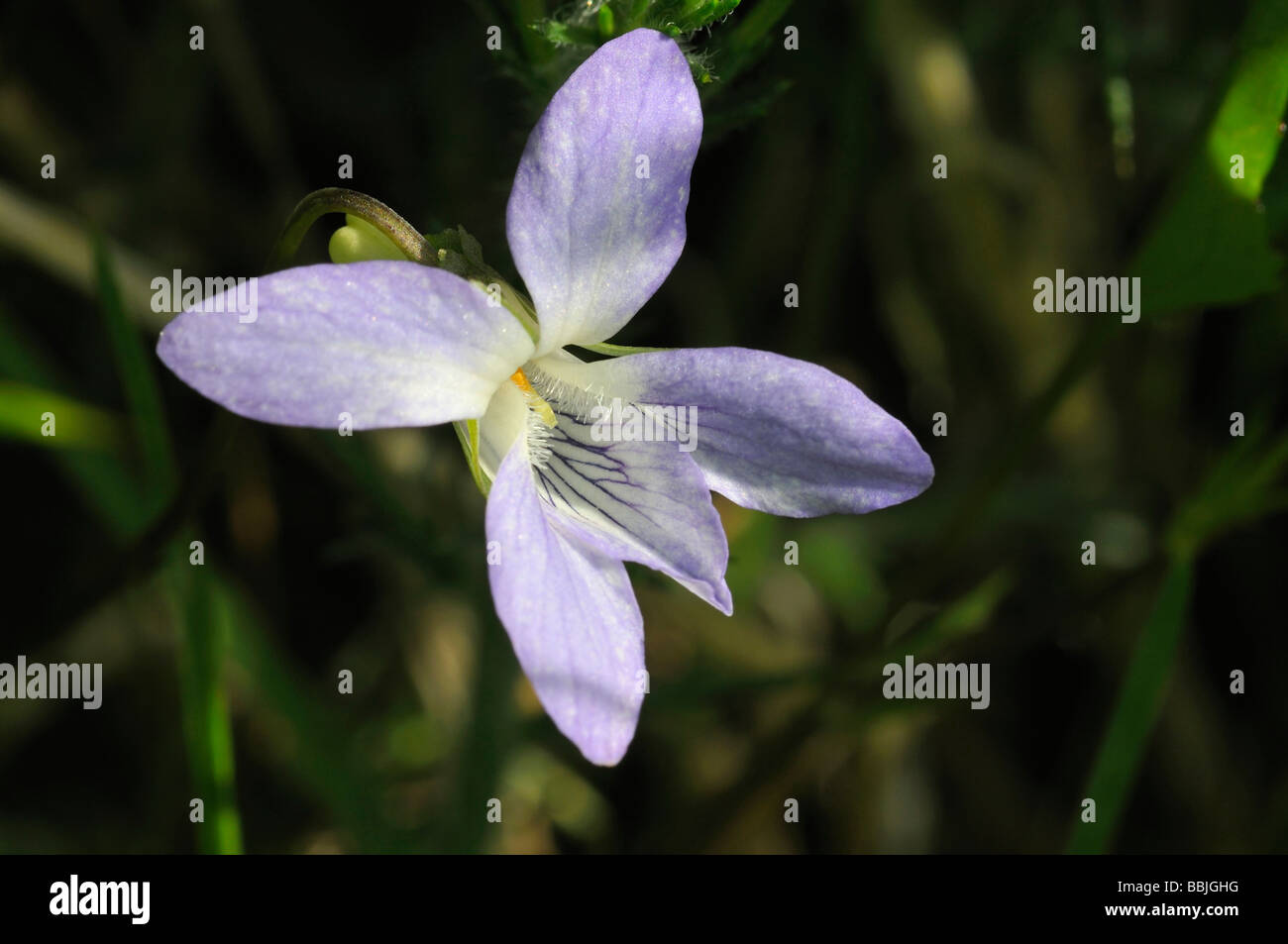 Pale Dog violet Viola lactea Stock Photo - Alamy