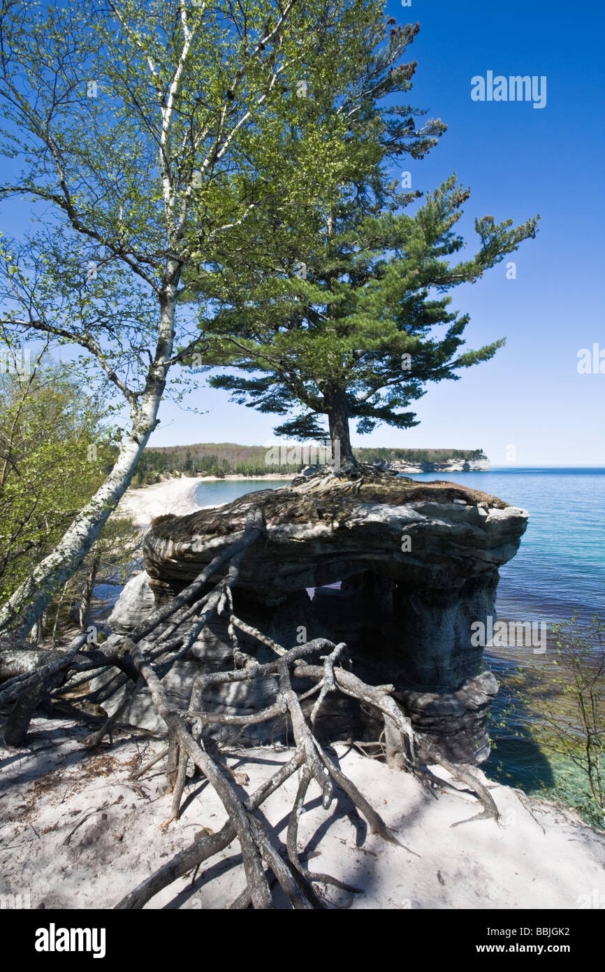 Tree in Pictured Rocks National Lakeshore Stock Photo - Alamy