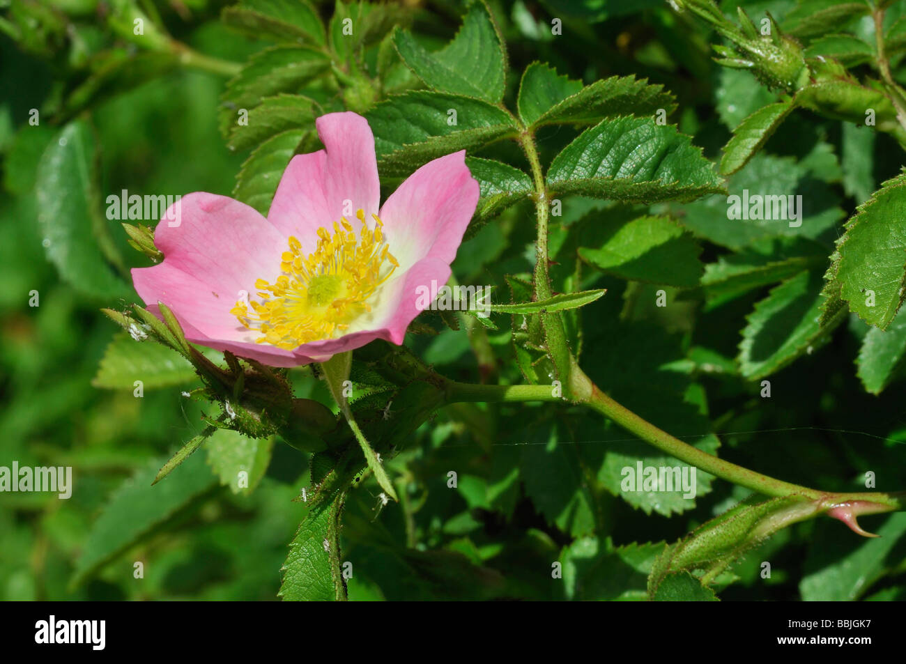 Dog Rose Rosa canina Stock Photo - Alamy